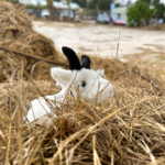 You Goat Mail – Send a goat with a note to anyone, anonymously.